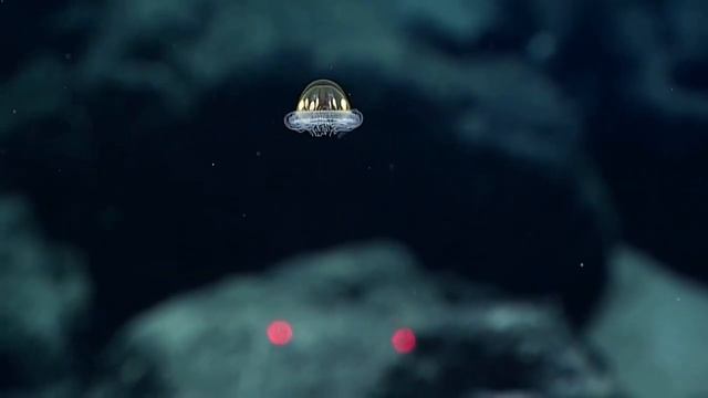 «Медуза-НЛО»