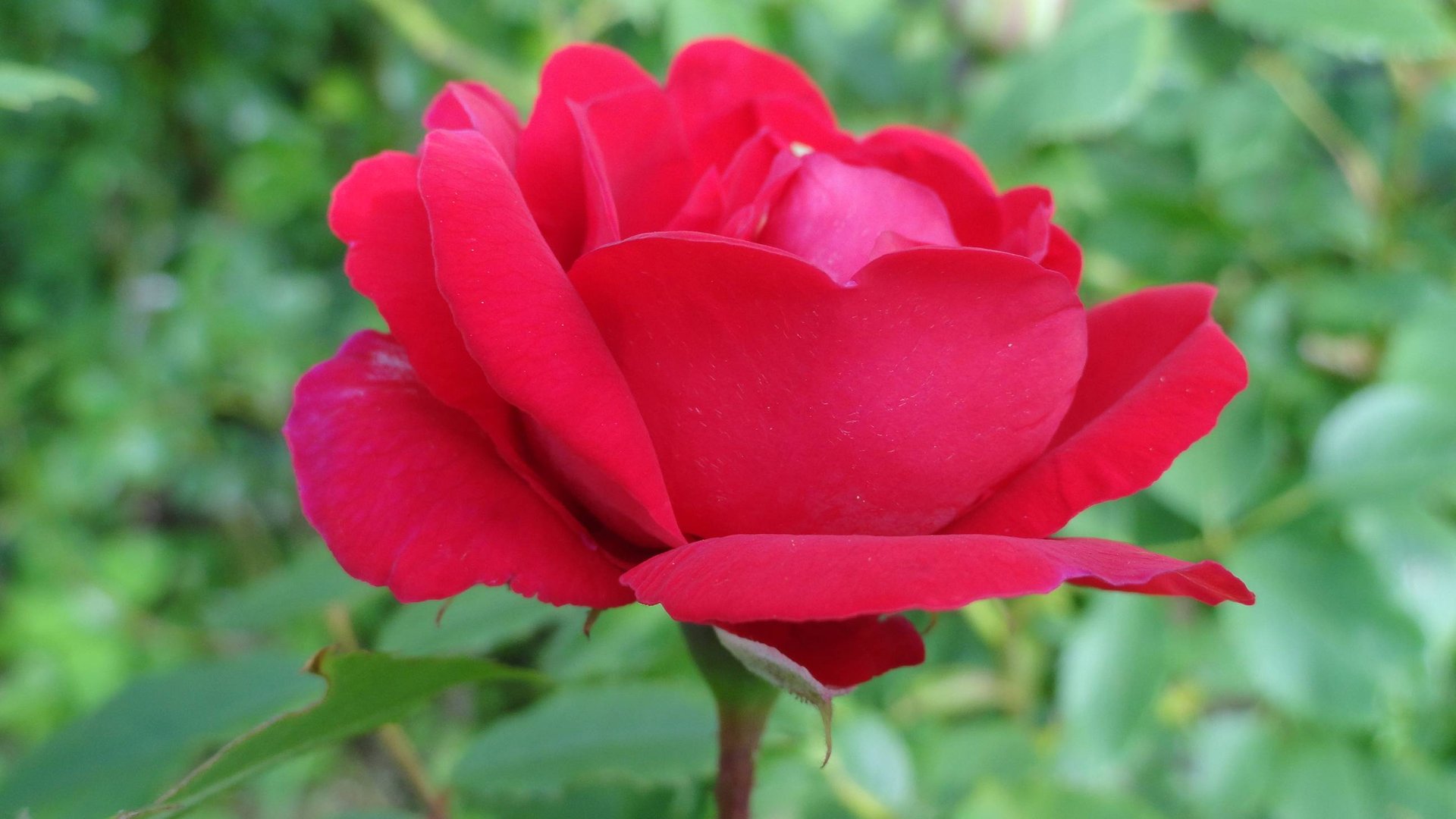 Посадка розы из коробки.
Как сохранить розу до высадки в грунт