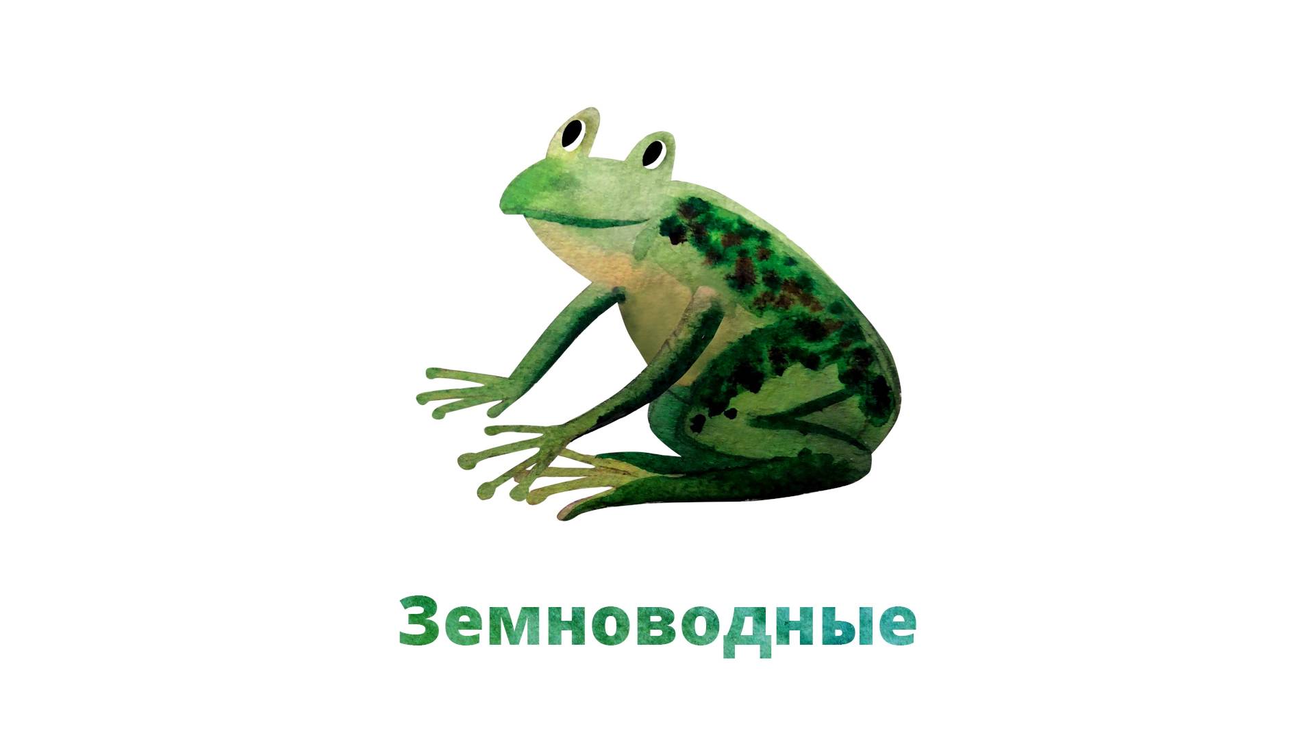 13. Земноводные