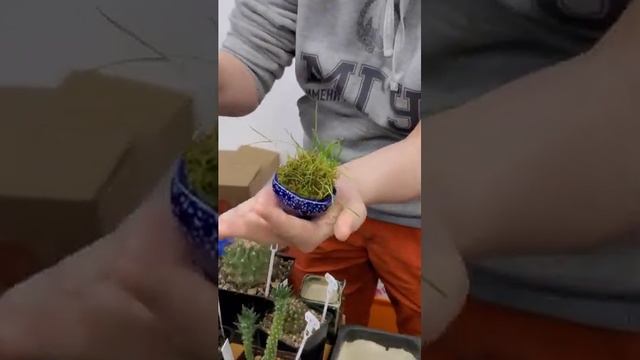 Путь зелёного цветка. Керамика и немножечко бонсай #bonsai #garden #plant #gardening #shorts