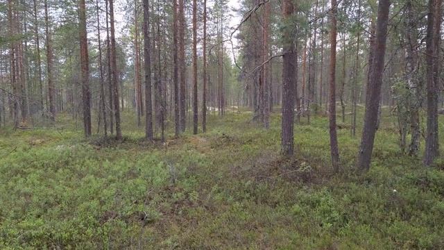 Невероятная способность бегать в лесу моей Хаски Юки-Моменты жизни.