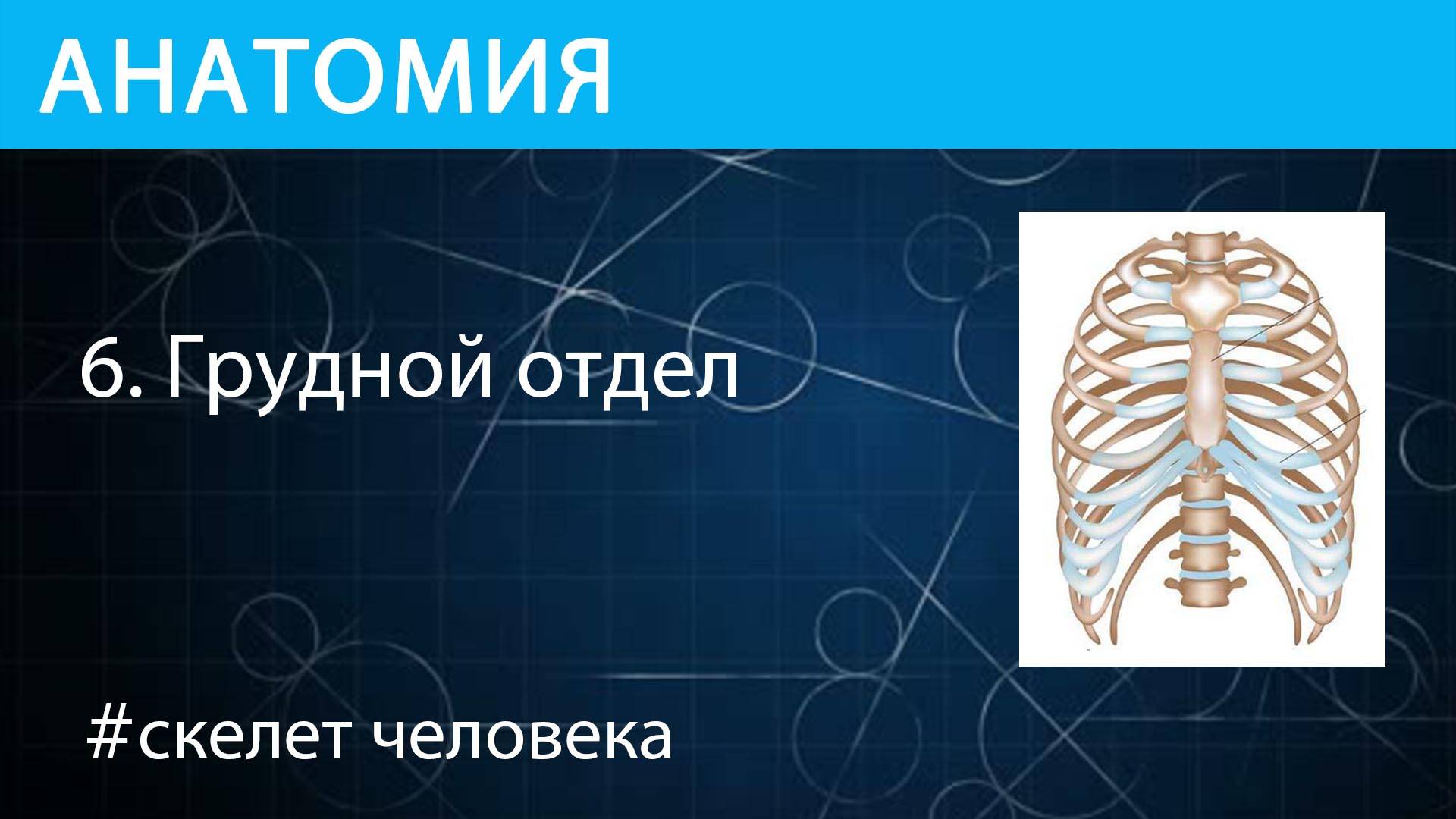 Анатомия: грудь или грудной отдел скелета человека