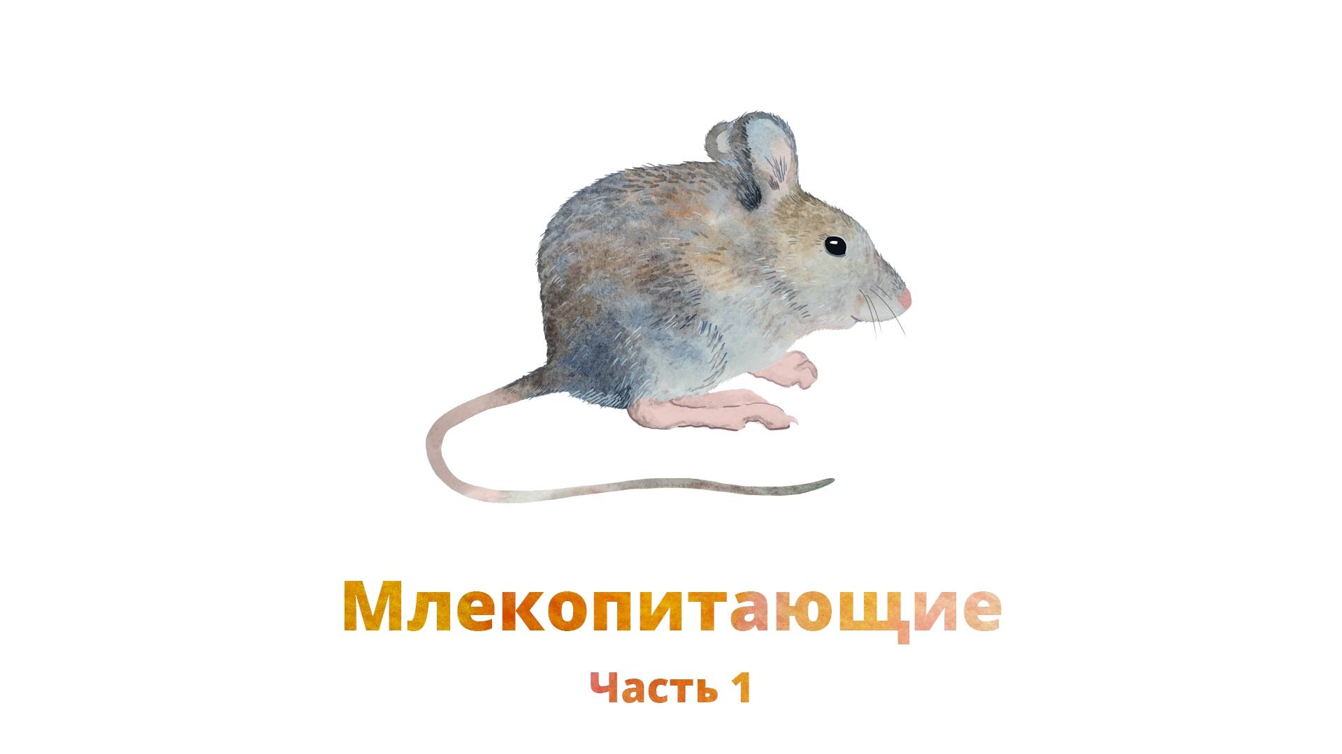 16. Млекопитающие, часть 1