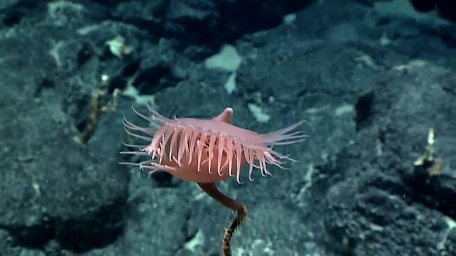 Актиния «Венерина мухоловка».