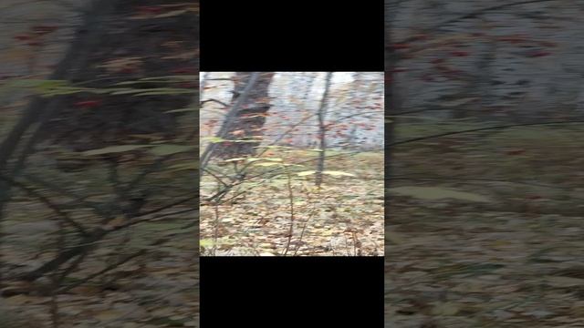 Дерево Бабы Яги