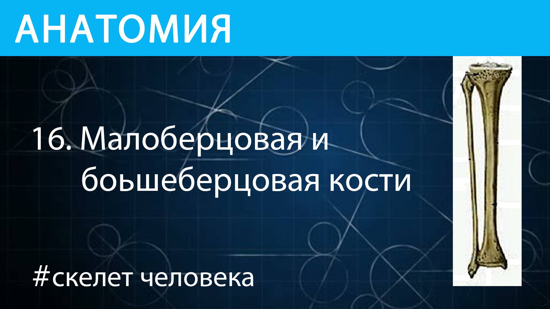 Анатомия: малоберцовая и большеберцовая кости скелета человека
