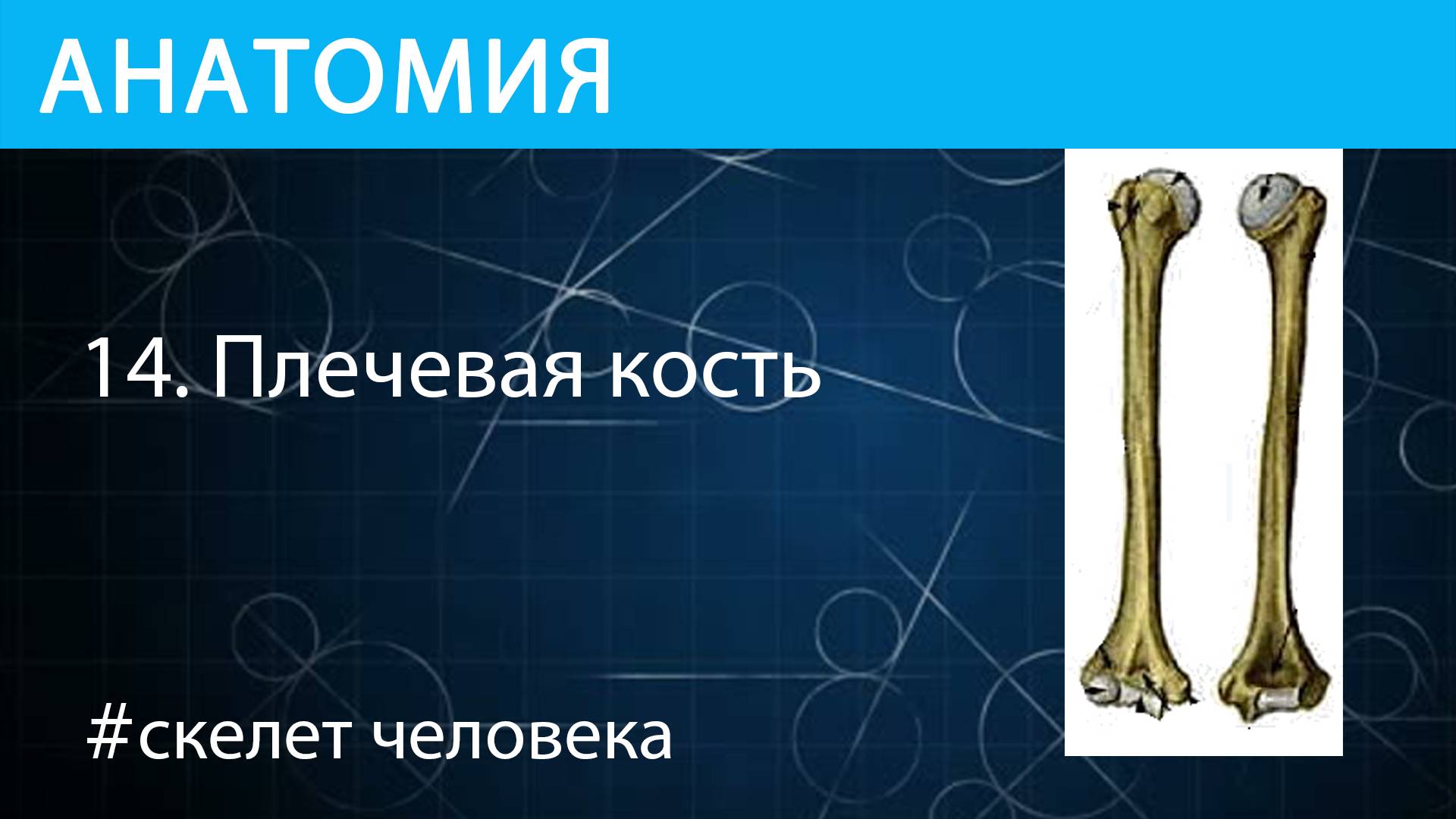Анатомия: плечевая кость скелета человека