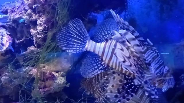 Обитатели подводного мира в "Москвариуме" ВДНХ