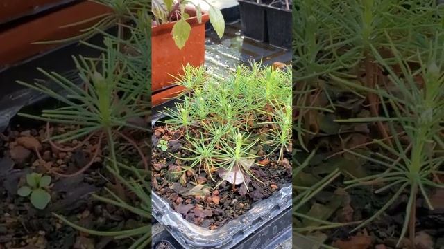 Рассада молодых сосен #shorts #bonsai #garden #plant