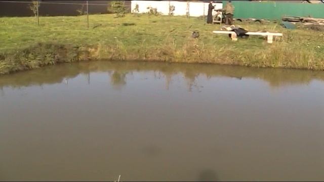 ОВЕЦ ЕЩЕ ПОКА НЕТ, А ПАСТБИЩЕ УЖЕ РАСШИРЯЮ!!! БРОЙЛЕРЫ - ТЕМА!!!