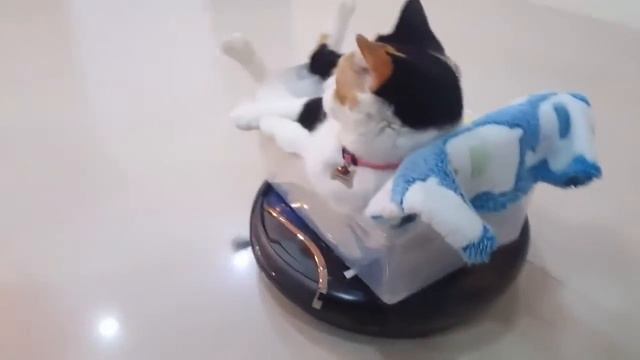 Кот Емеля катит на пылесосе.