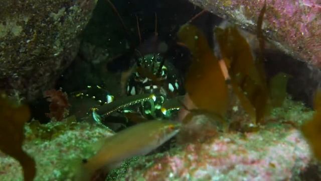 Природный калейдоскоп.Лобстер.