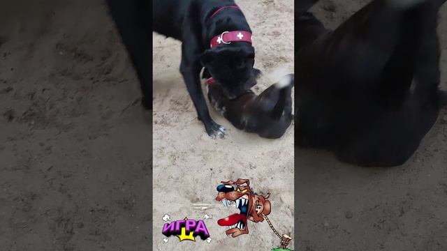 Большая собака кусает маленькую 😄 #стаффбуль #канекорсо #играет #игра #смешные #бегают #кусают