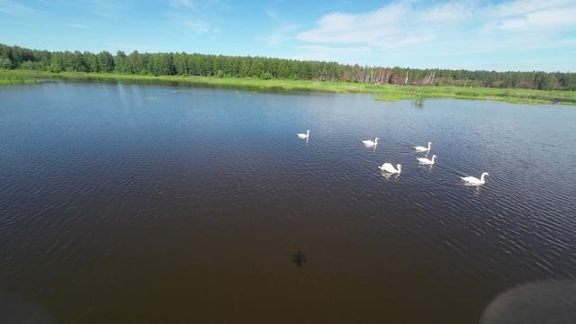Все мои видео с лебедями.