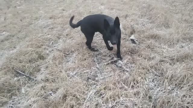 Щенкам 3 месяца (мама Багира овчарка)17января2024