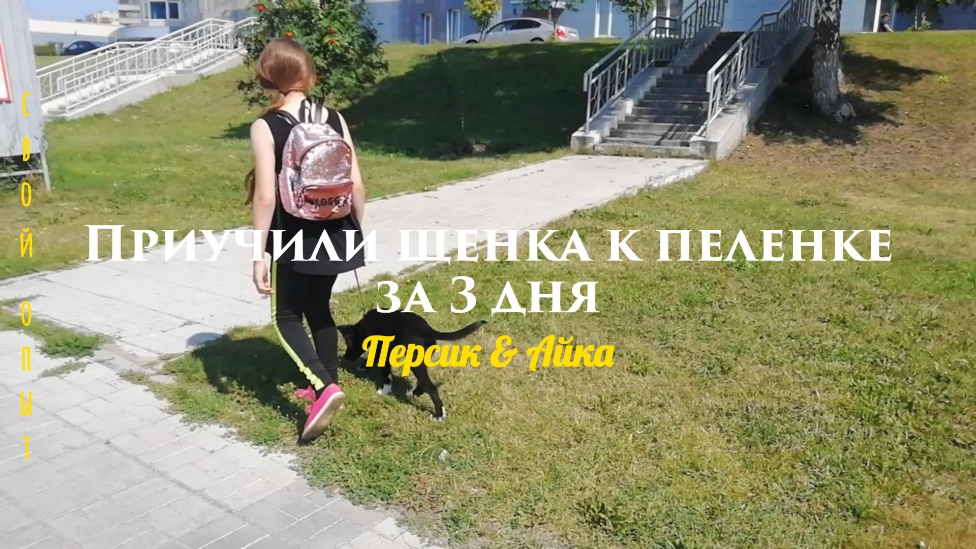 Как мы приучили Айку ходить в туалет на пелёнку, а затем и на улицу