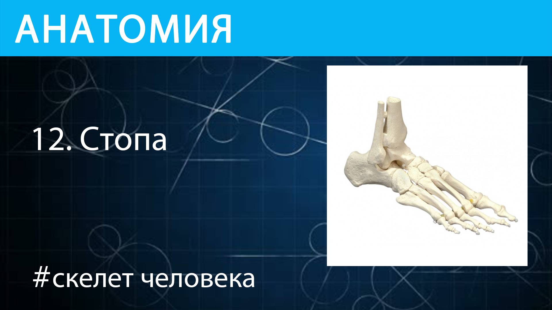 Анатомия: стопа скелета человека
