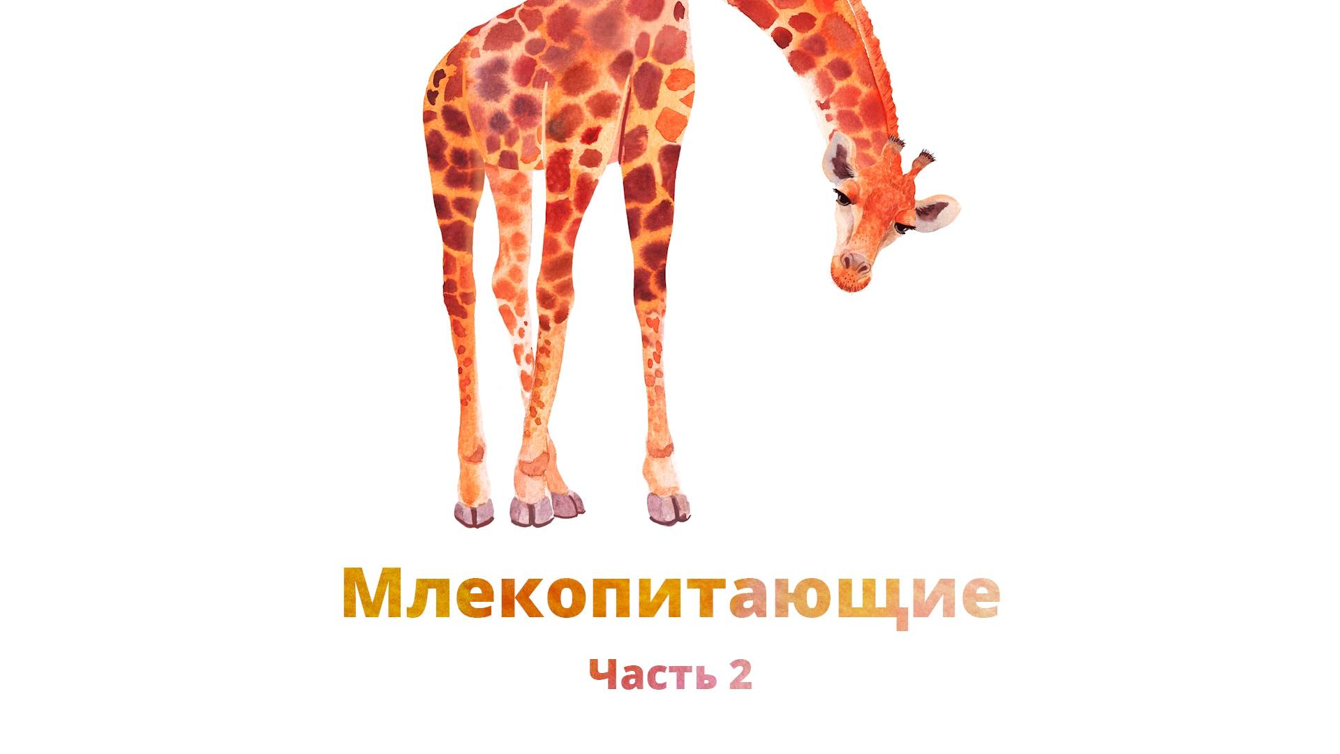 17. Млекопитающие, часть 2