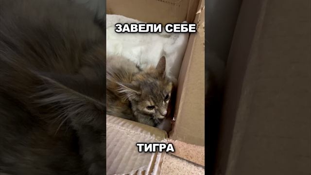 Завели себе ТИГРА
