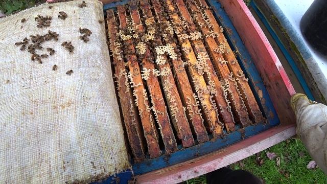 ЛЕЧЕНИЕ ПЧЁЛ ОТ КЛЕЩА ВАРРОА ЭМУЛЬСИЕЙ БИПИНА.