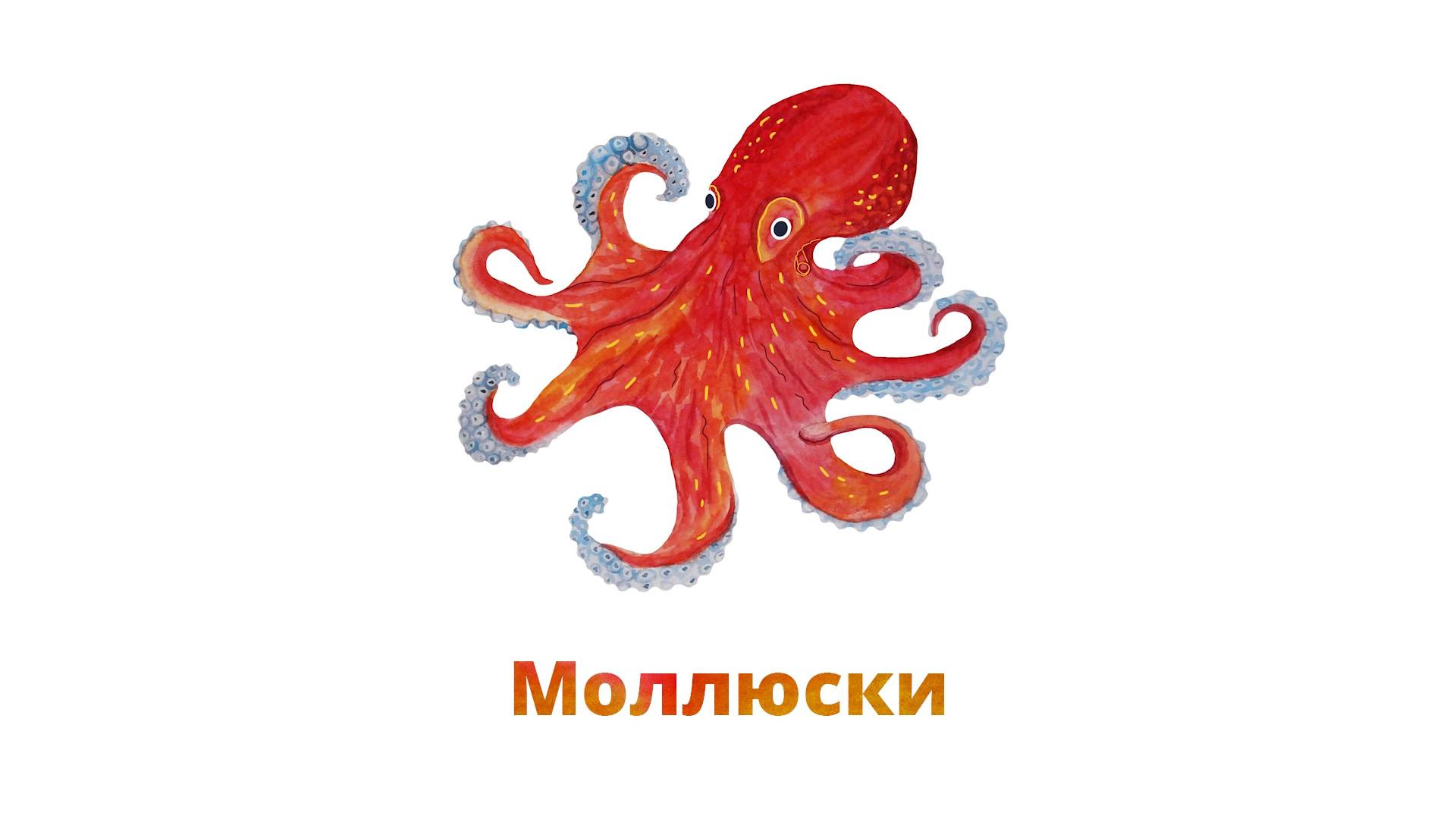 7. Моллюски