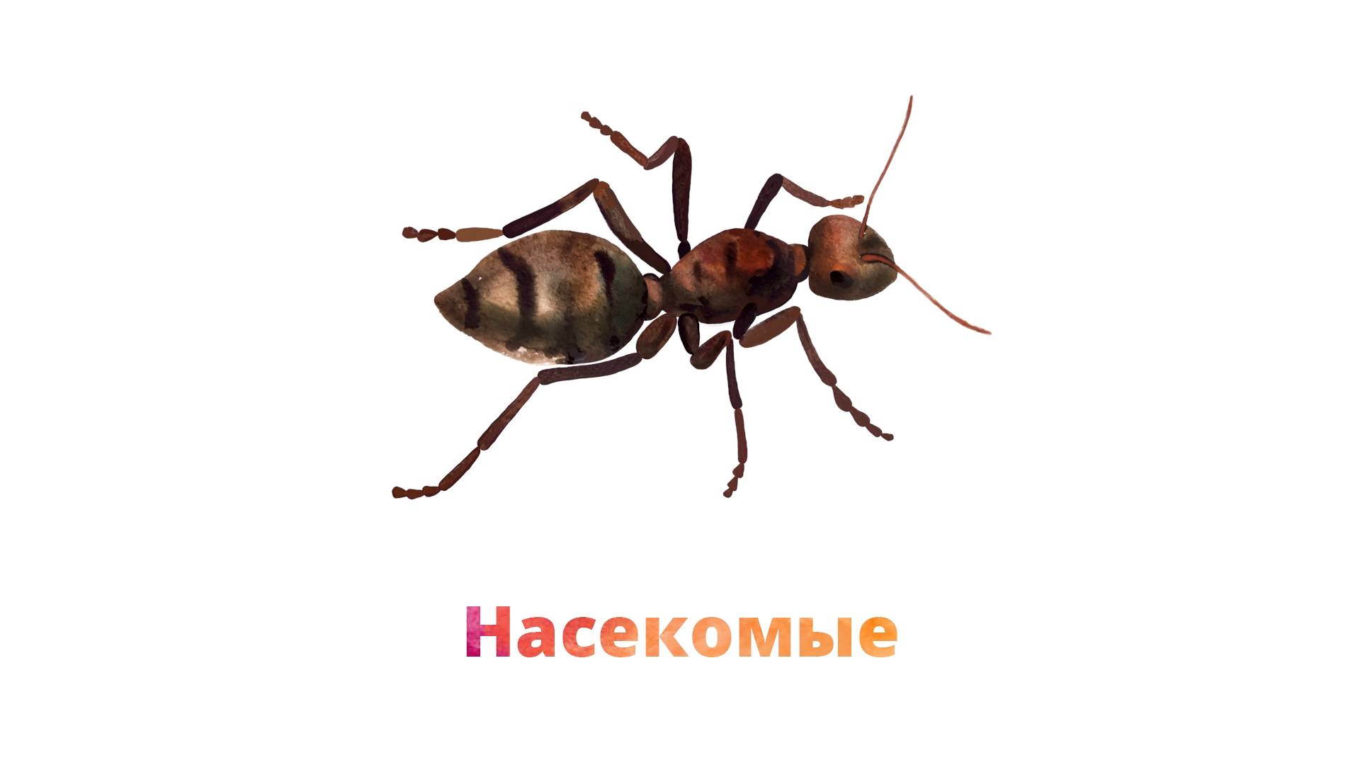 10. Насекомые