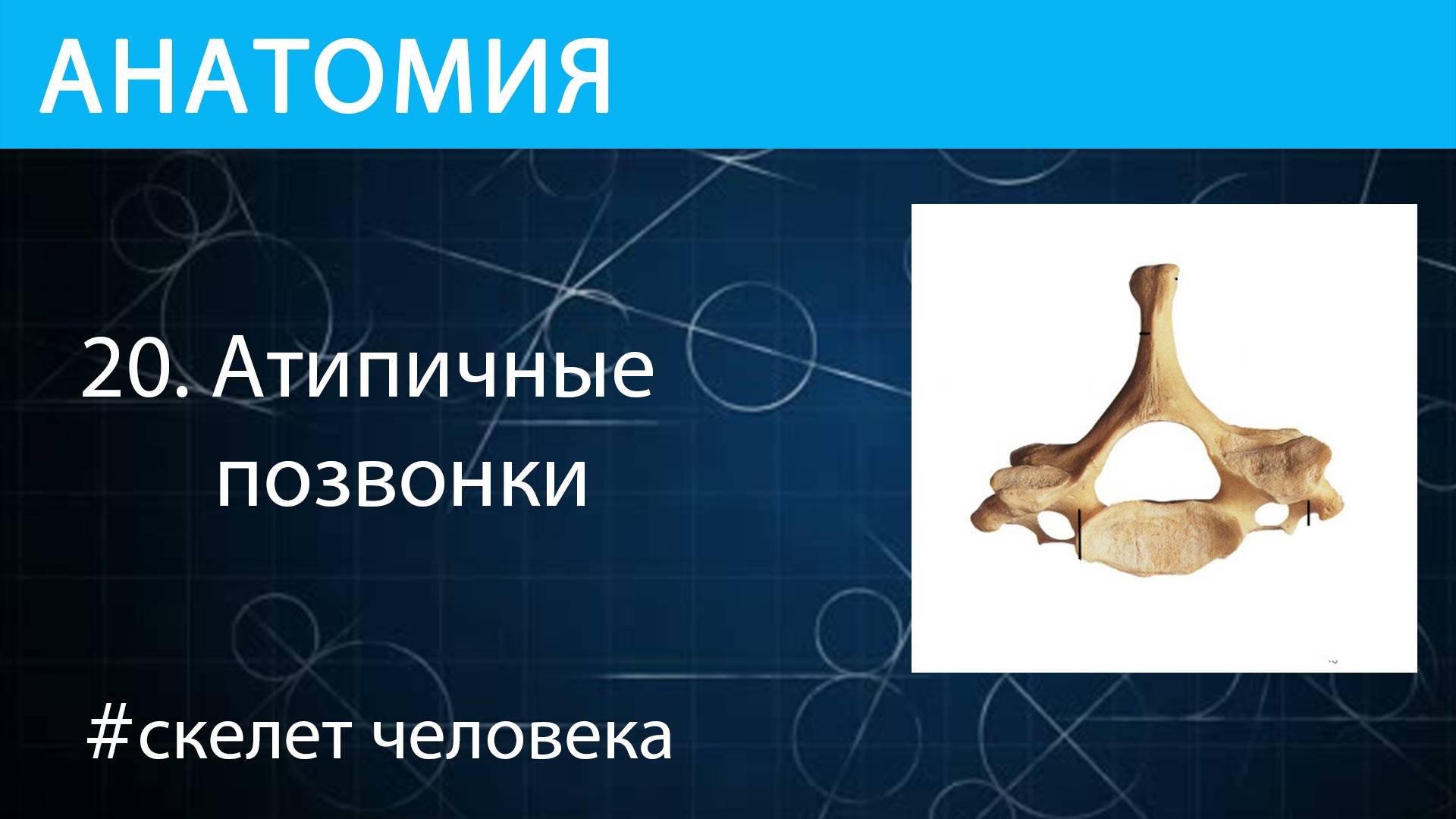 Анатомия: атипичные позвонки скелета человека