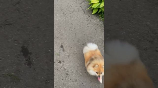 Тренировочка