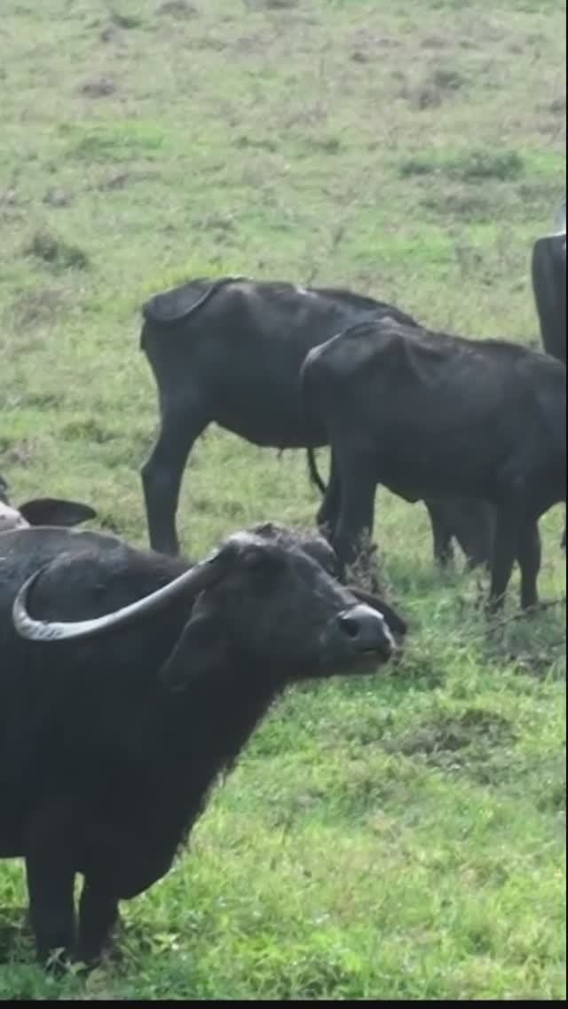 Это моё стадо.