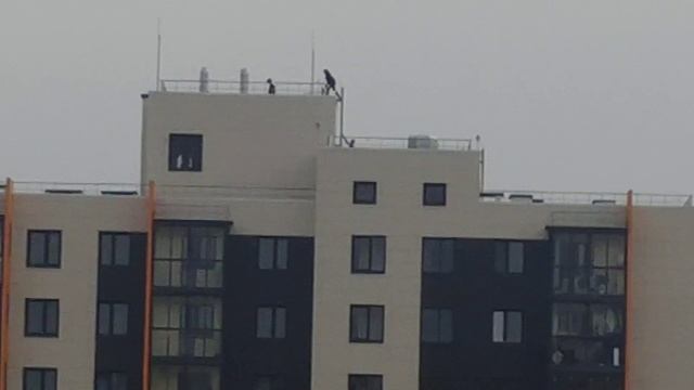 Дети бегают по крыше в Лыткарино