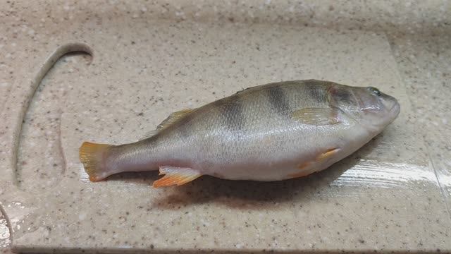 Чистим окуня (без костей и без очистки чешуи)