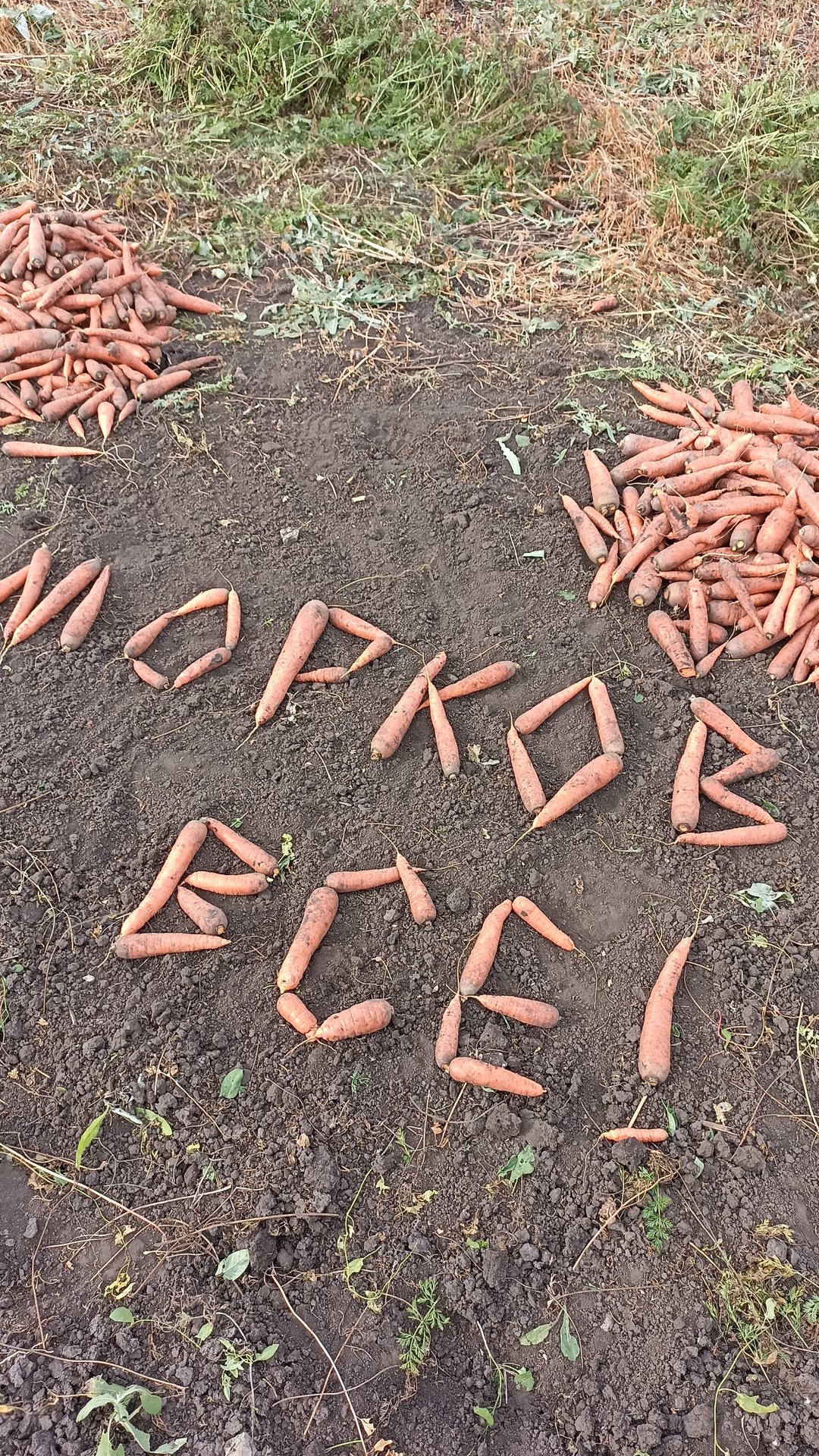 Морковь. Свекла