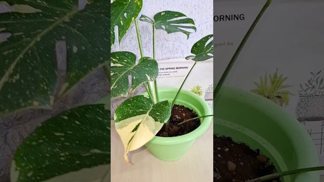 #МОНСТЕРА Тайское созвездие,1.5 года от приезда с открытой корневой #цветы #растения #азия #закупка