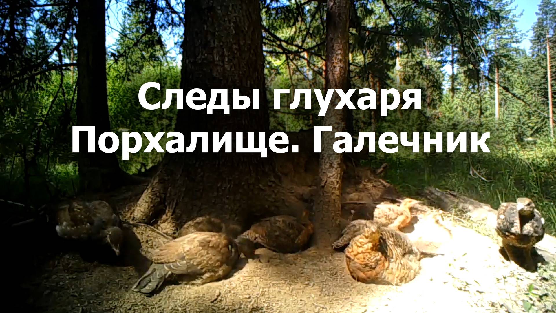Следы глухаря. Порхалище. Галечник