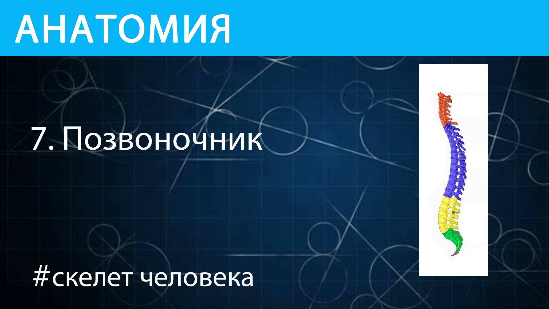 Анатомия: позвоночник скелета человека