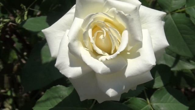 Евгений Дога. Вальс из кинофильма "Мой ласковый и нежный зверь". Симфонический оркестр радио "Орфей"