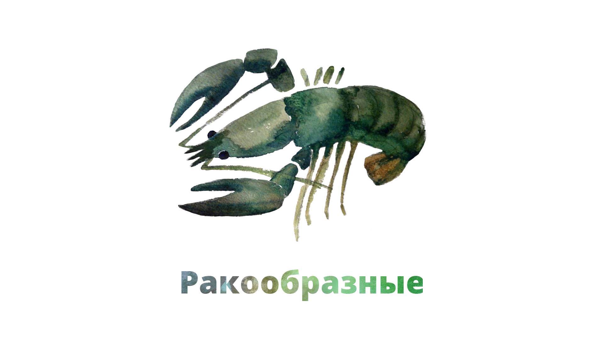 8. Членистоногие. Ракообразные