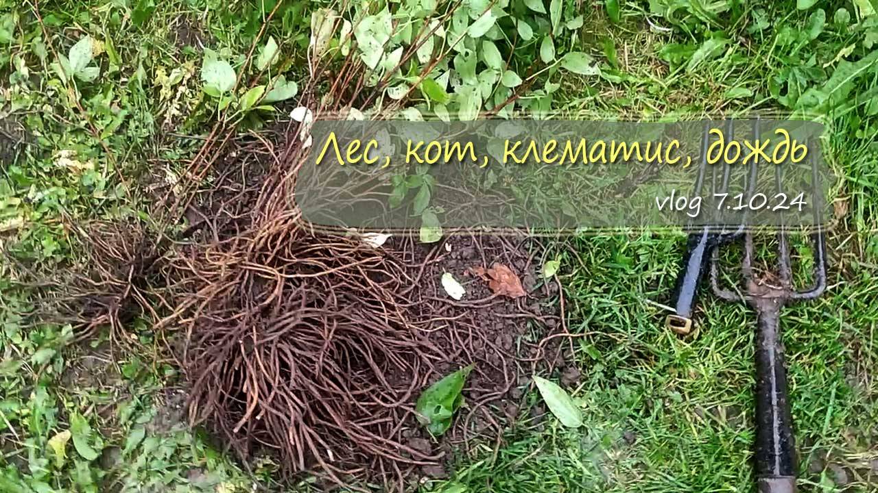 Лес, кот и пересадка клематиса в дождь | vlog  дача как есть  7.10.2024