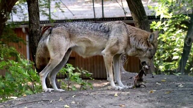 🐺 Всеобщая любимица Альма стала дважды подопечной!