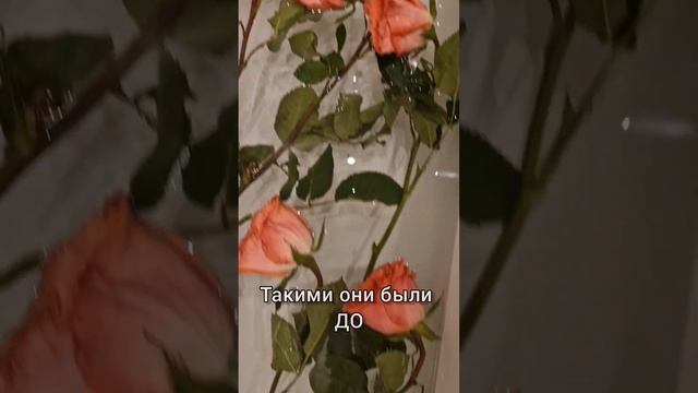 КАК ОЖИВИТЬ РОЗЫ простым способом? | Лайфхак #shorts #shortsviral
