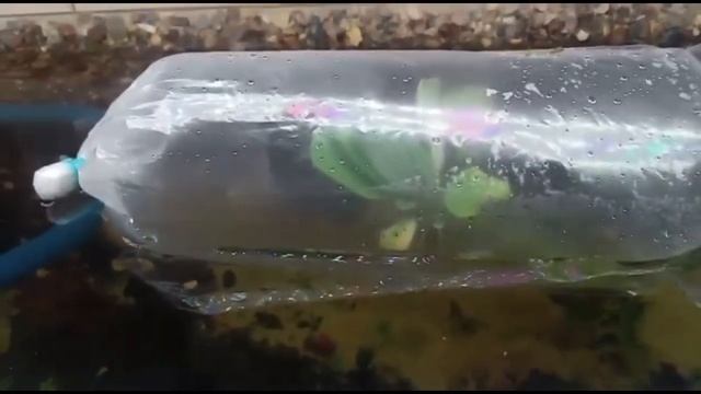 Продолжаю борьбу с водорослями, ролик по тех причинам скомканый