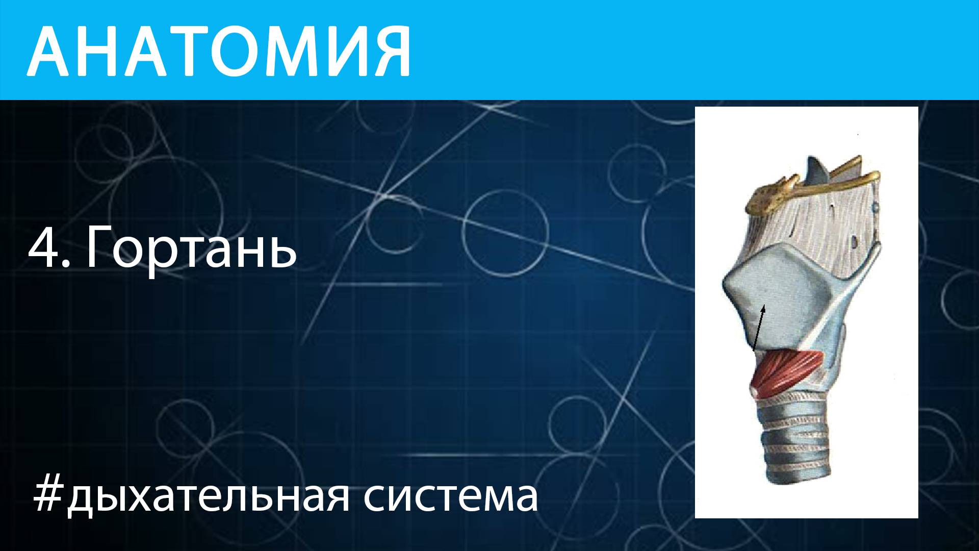 Анатомия: гортань