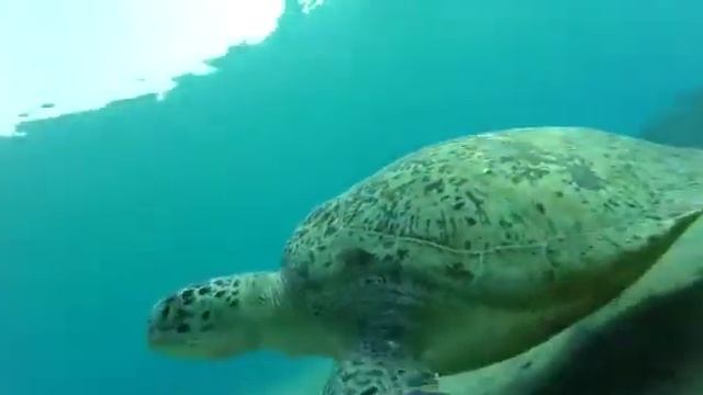 Огромная черепаха в Шарм эль Шейхе