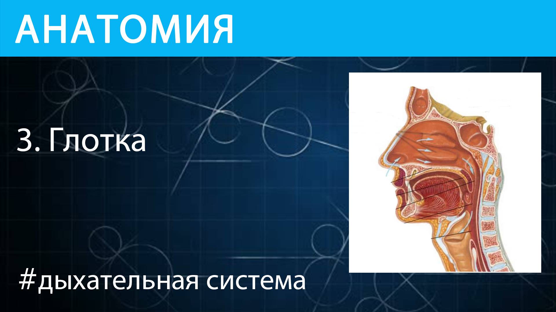 Анатомия: глотка
