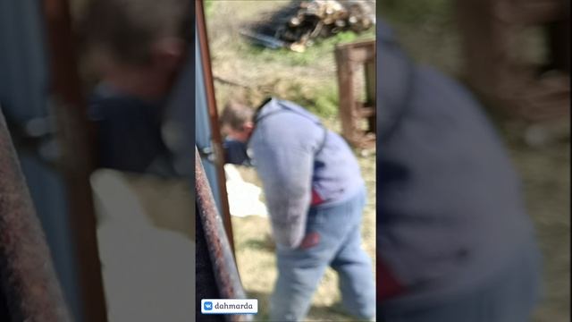 Жесткая работа аборигенных среднеазиатских овчарок - Саги Дахмарда!