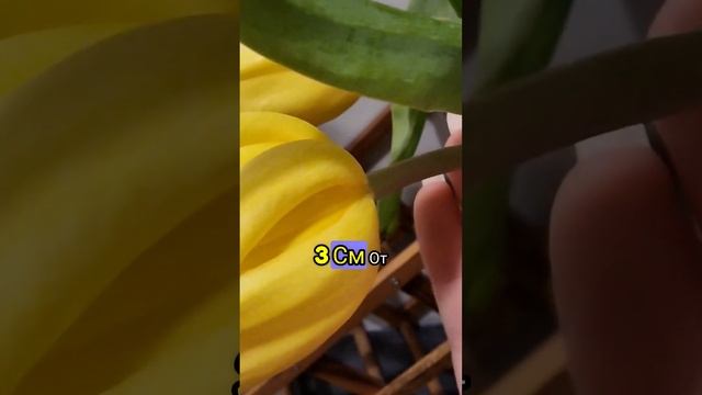 КАК ОЖИВИТЬ УВЯДШИЕ ТЮЛЬПАНЫ | Лайфхак