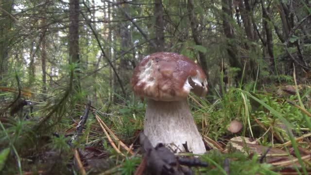 Лес белые грибы  4 October 2019