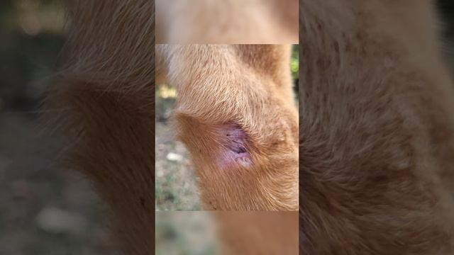 Собака ищет дом