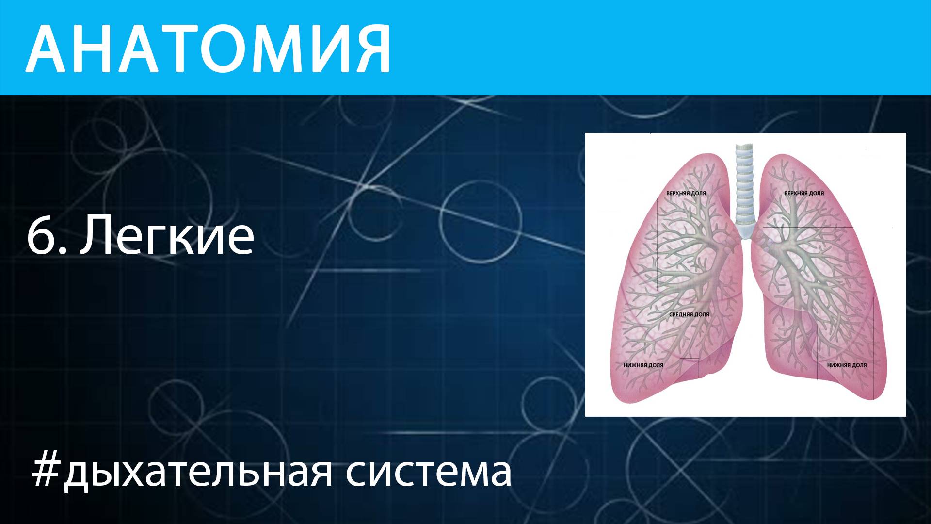 Анатомия: легкие