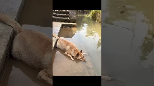 Приуныл